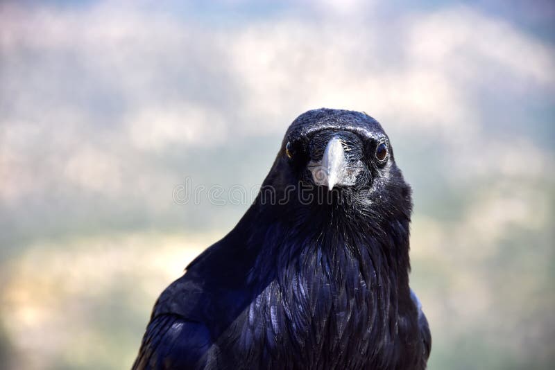 Portrait of a Raven stock photo. Image of animal, beak - 130688268