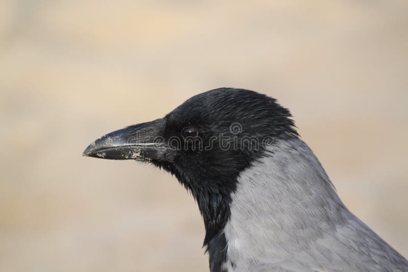 Raven stock photo. Image of view, wildlife, common, white - 64638940