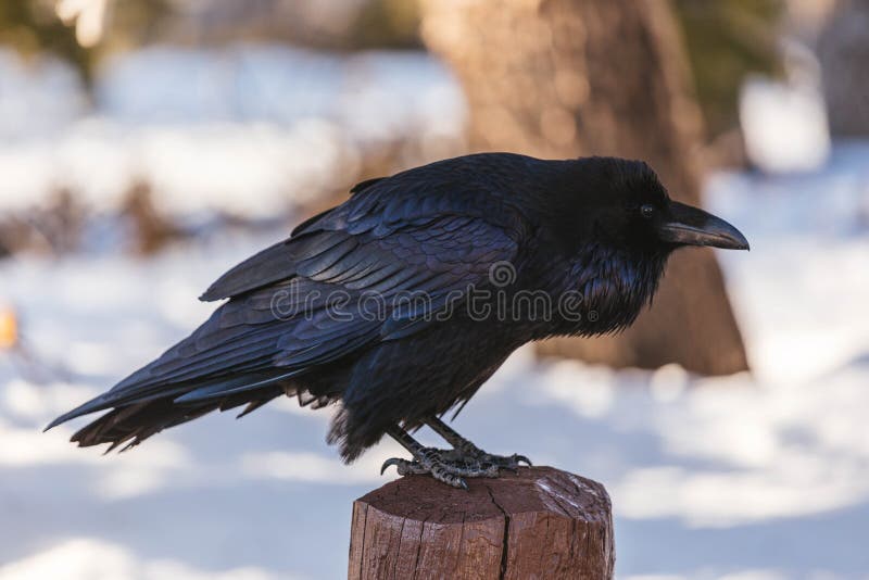 Raven Posing in Winter Scene Stock Photo - Image of posing, scene: 49932732