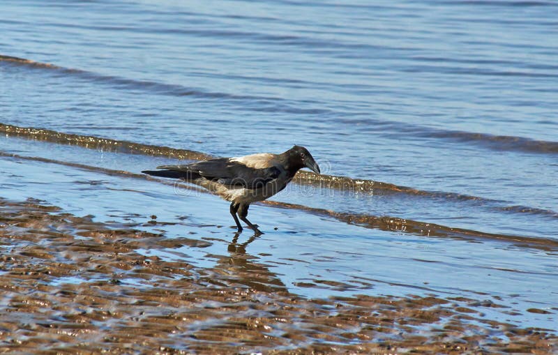 Raven prey on the river. stock image. Image of brewer - 42885577