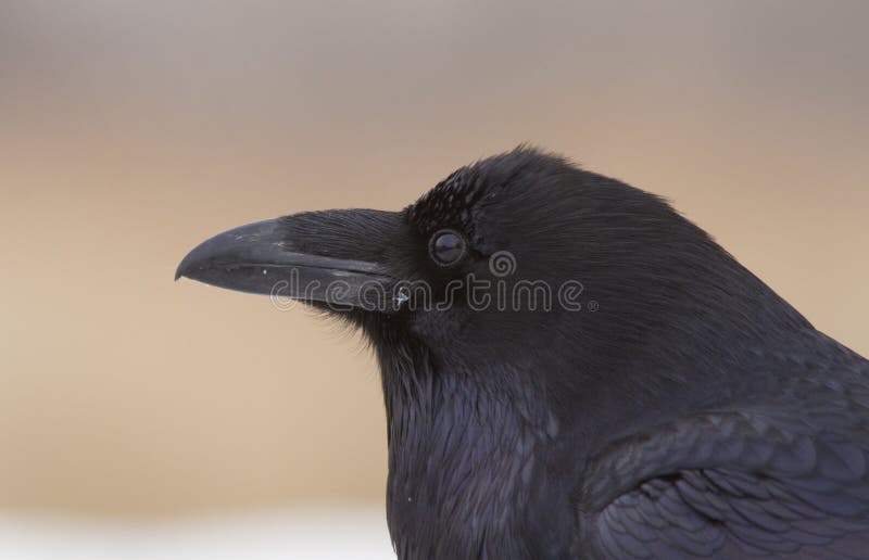 Black raven stock image. Image of outdoor, bird, post - 22653659