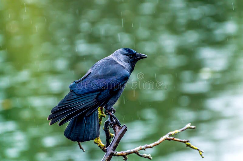 Raven on rain stock photo. Image of dublin, corax, park - 50529340