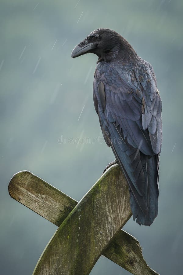 Raven in the rain stock photo. Image of claw, looking - 43647080