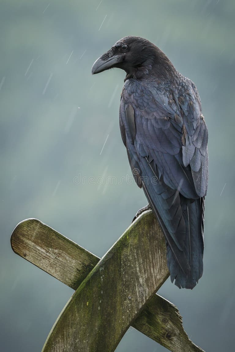 36,435 Raven Stock Photos - Free & Royalty-Free Stock Photos from ...
