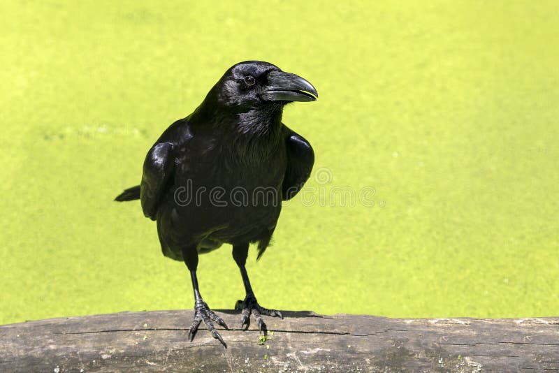 Raven stock image. Image of animal, corvus, legs, brown - 38923079