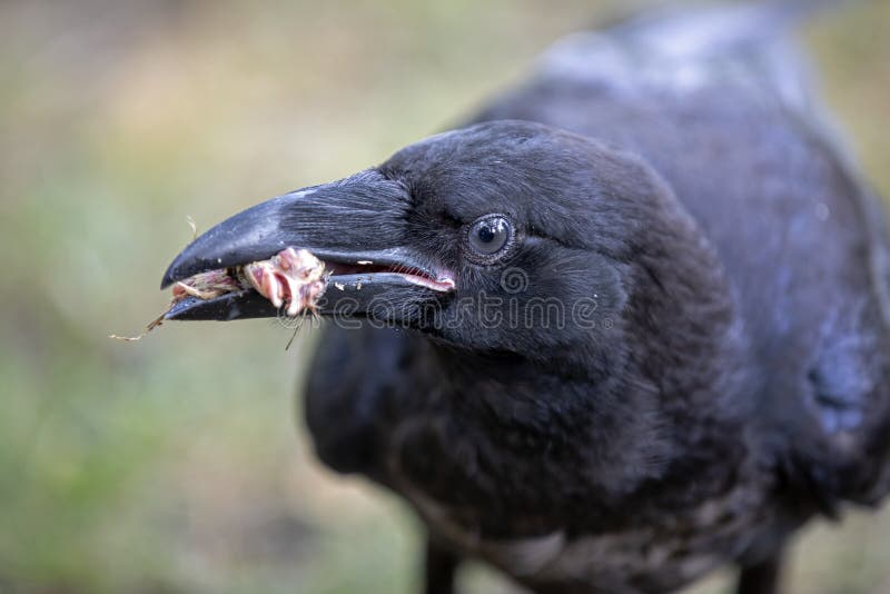 Raven close up portrait stock image. Image of animal - 124516589