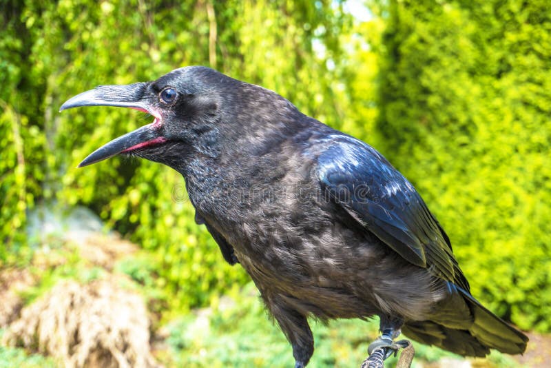 149 Raven Scream Stock Photos - Free & Royalty-Free Stock Photos from ...