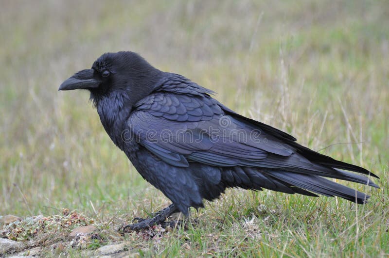 Raven 2 stock photo. Image of intelligent, crow, flight - 290566700