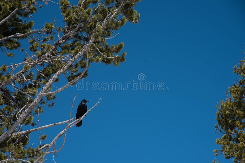 Raven stock image. Image of raven, park, national, bill - 101401467