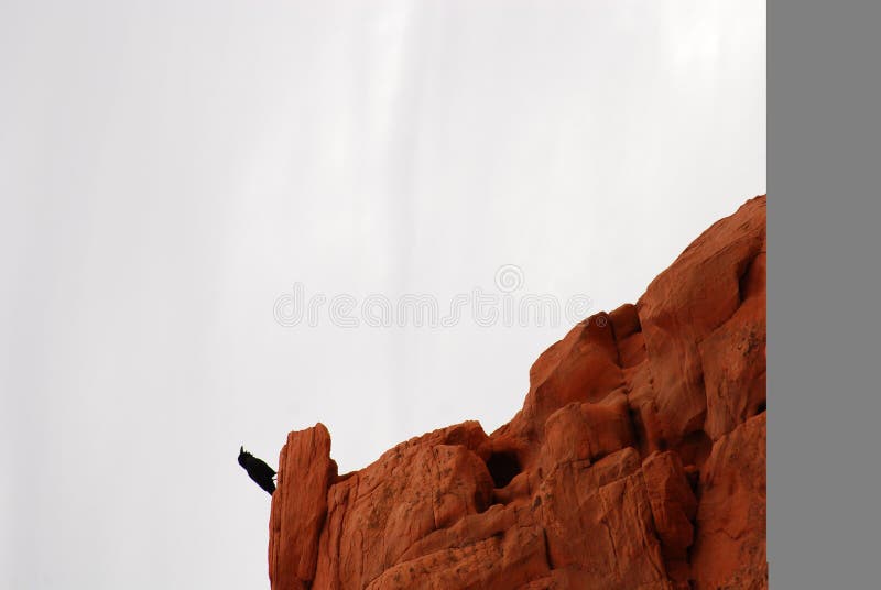 Raven on a red cliff stock photo. Image of raven, bird - 8420112