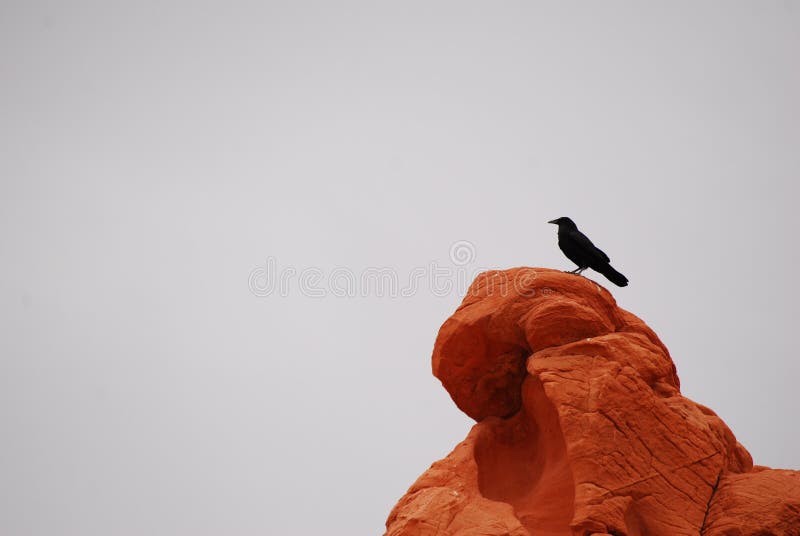 Raven on Red Cliff stock image. Image of hill, raven, watch - 8421065