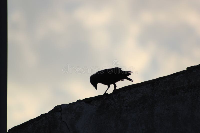 Raven stock image. Image of raven, white, respect, black - 93045779