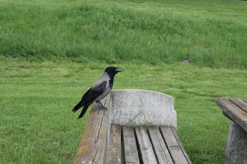 Raven on rest stock photo. Image of raven, backrest - 118834350