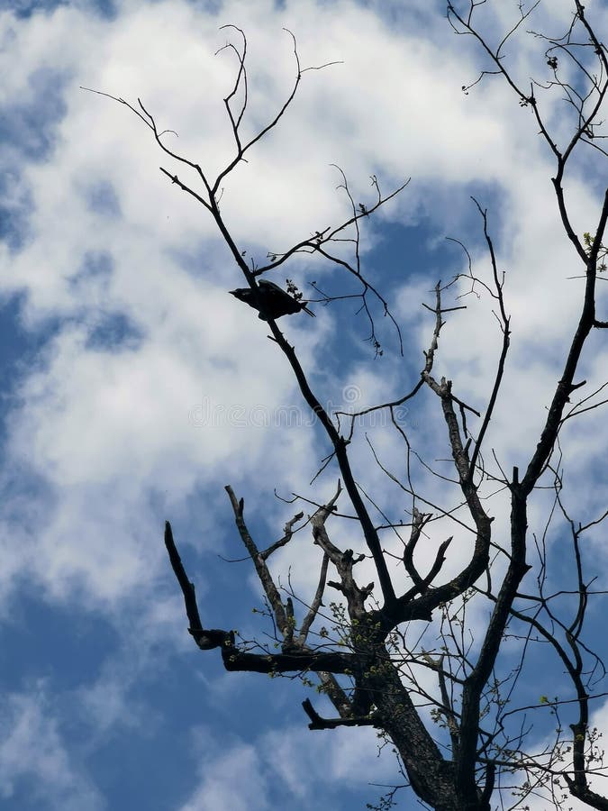 Raven Resting on the Withered Tree Branch Stock Image - Image of ...