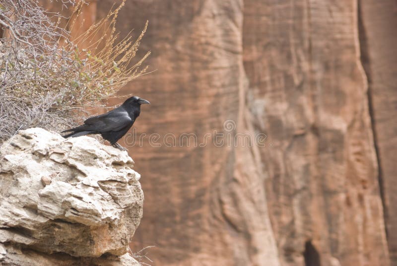 Raven on rock stock image. Image of crow, boulder, bush - 13545879