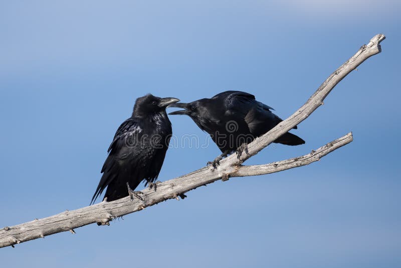 Raven Romance-a Tender Moment between Two Birds.! Stock Image - Image ...