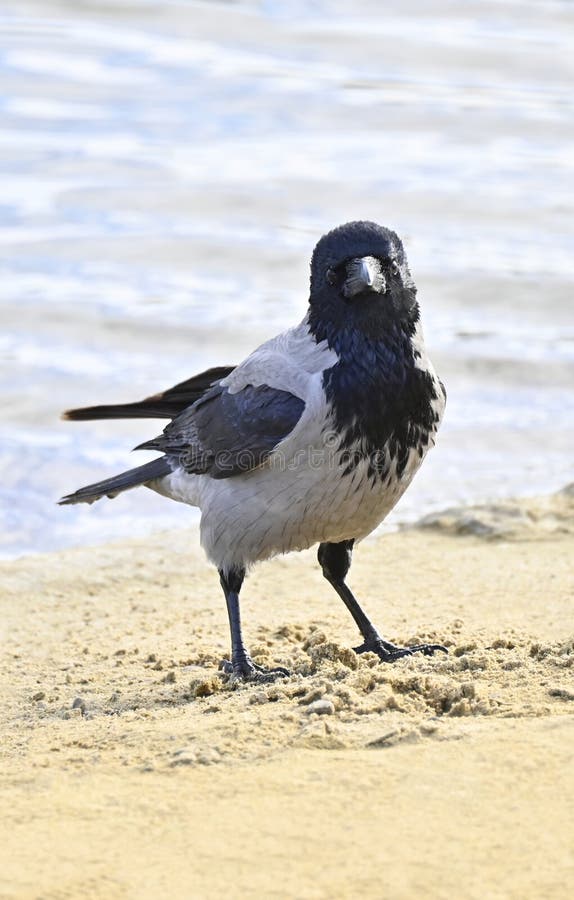 Raven on shore stock photo. Image of habitat, seabeach - 318379560