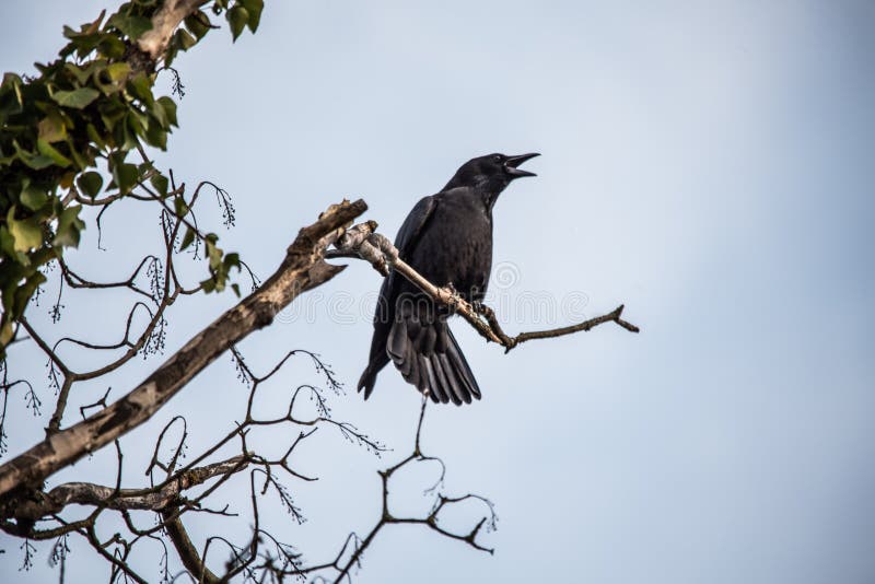 Raven Sits on a High Branch Stock Image - Image of feathers, guard ...