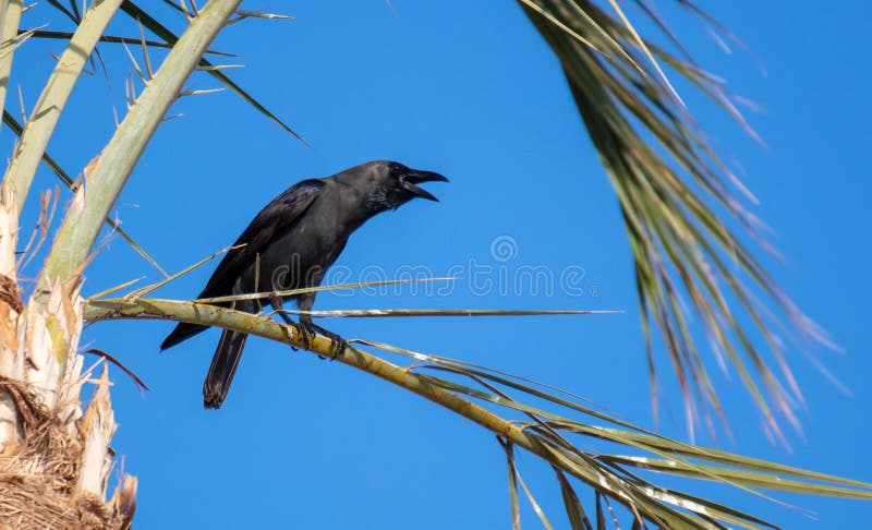 A Raven Sits on a Palm Tree in the Tropics Stock Photo - Image of wings ...