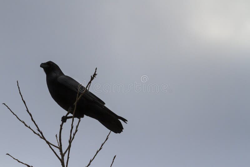 Common Raven Looking Down Tree Stock Photos - Free & Royalty-Free Stock ...