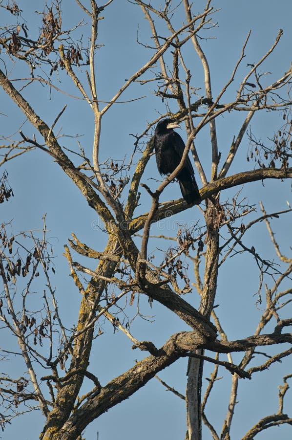 The Raven Sits on a Tree among the Branches. Stock Image - Image of ...