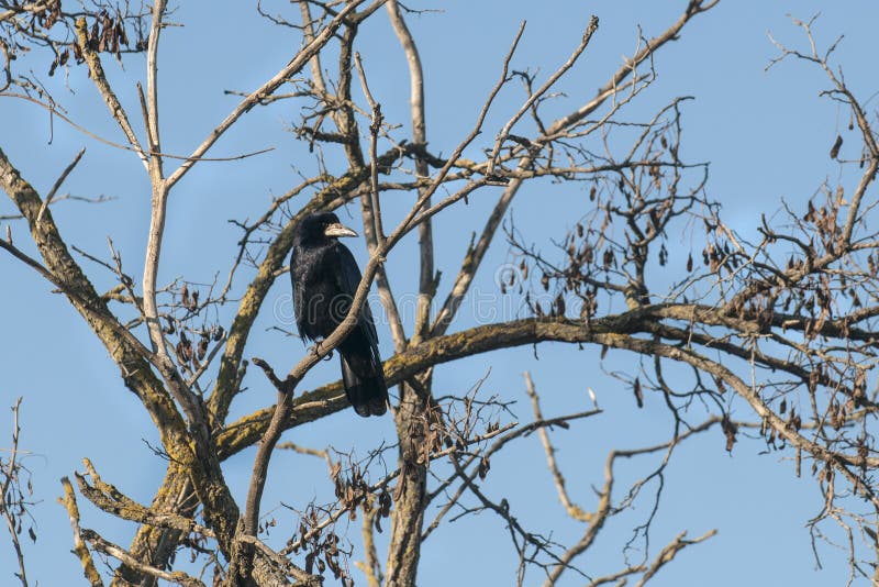 The Raven Sits on a Tree among the Branches. Stock Photo - Image of ...
