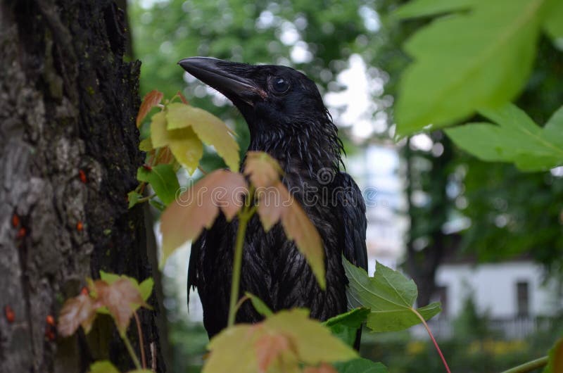 Raven sitting on a branch stock photo. Image of branch - 87268908