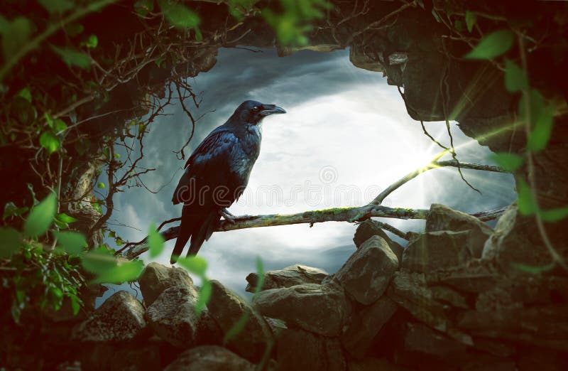 Raven sitting on a branch stock photo. Image of cemetery - 175291654