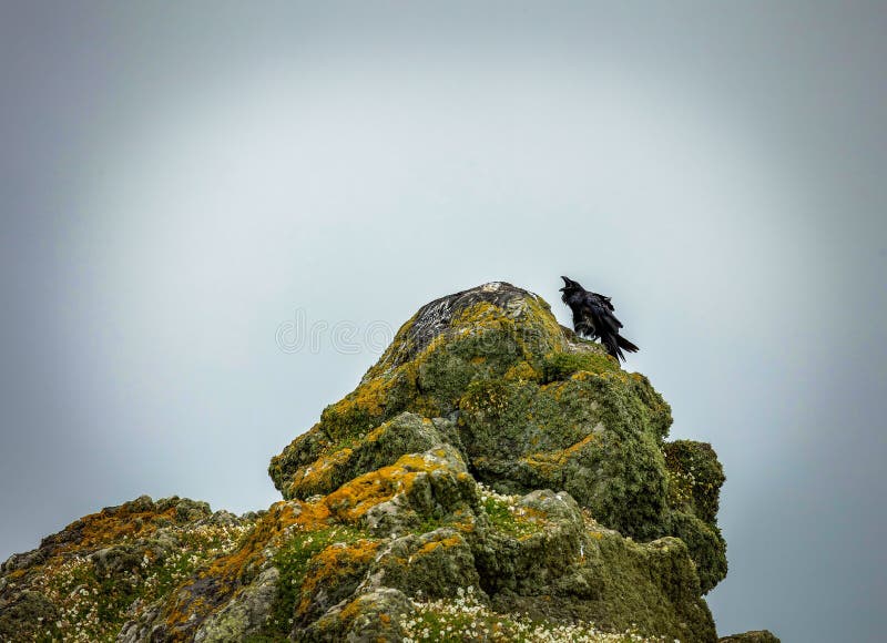 Raven Sitting on the Cliff and Calling on a Clouded Day Stock Image ...
