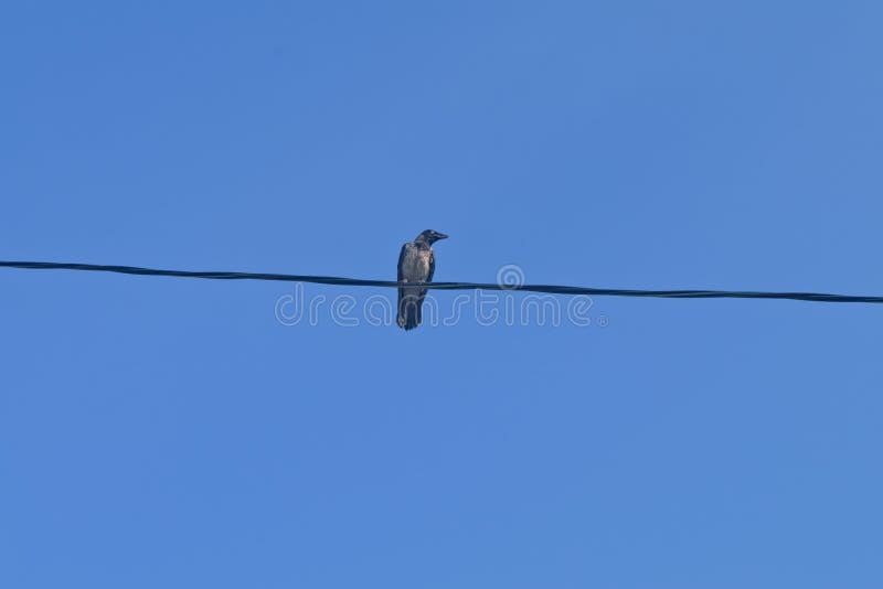 Raven on Electrical Wires at Dawn. Stock Image - Image of appliances ...