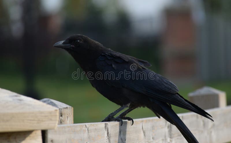 Raven stock image. Image of raven, sitting, fence, looking - 123062499