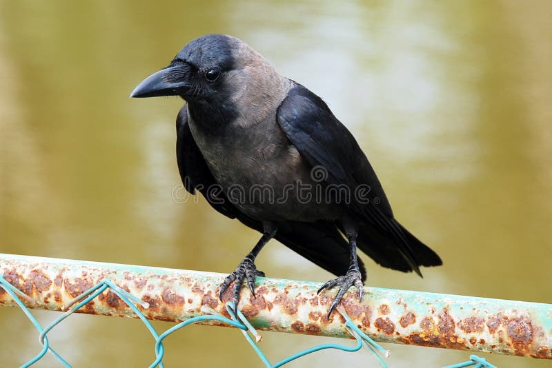 443 Raven Hunting Stock Photos - Free & Royalty-Free Stock Photos from ...
