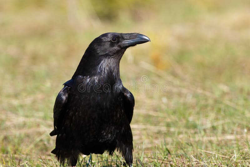 Raven sitting on the field stock image. Image of spring - 71896107