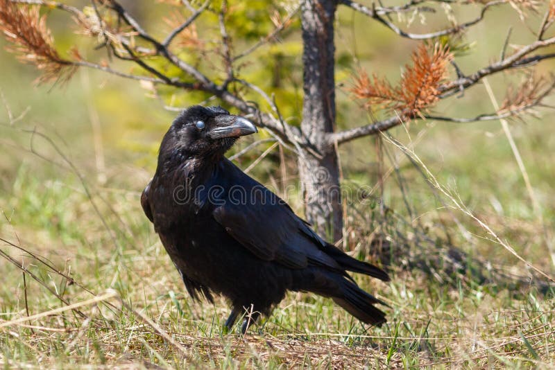Raven sitting on the field stock image. Image of bird - 71951721