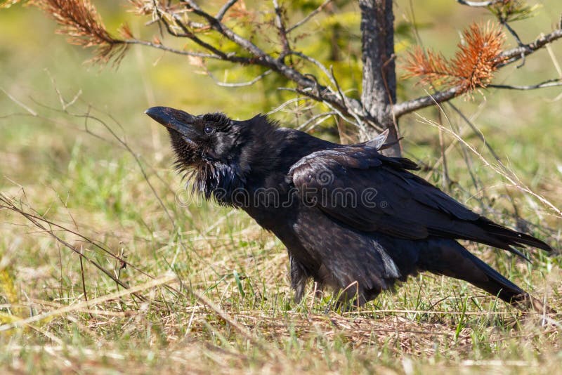 Raven sitting on the field stock image. Image of crow - 71951847