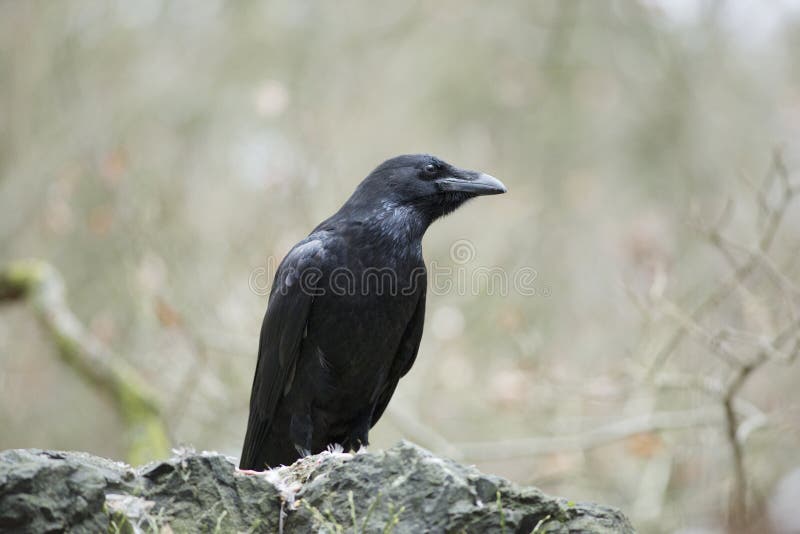 Raven stock image. Image of wildlife, bird, woods, animal - 68534381