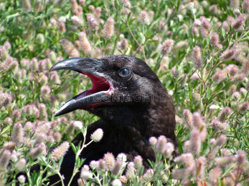 Raven sitting in the grass stock image. Image of season - 80000485
