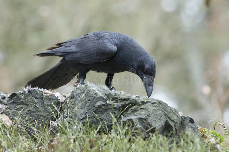 Raven stock photo. Image of wild, beak, feathers, animal - 68534376