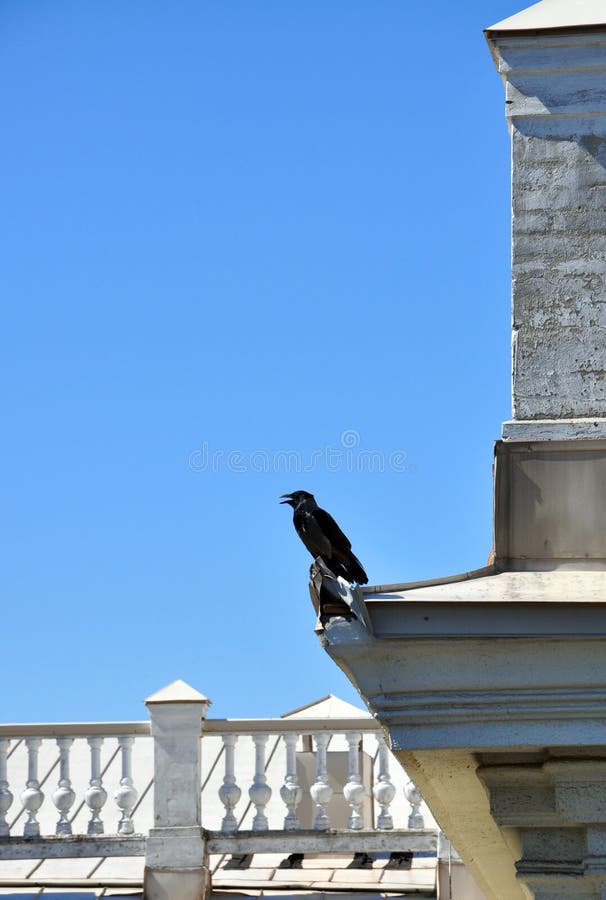 Raven on rest stock photo. Image of raven, backrest - 118834350