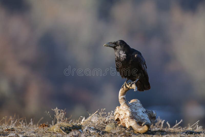 Raven Sitting on a Skull and is Looking Forward Stock Photo - Image of ...