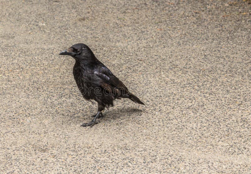 Raven stock photo. Image of fotografer, fauna, bird, curious - 58254176