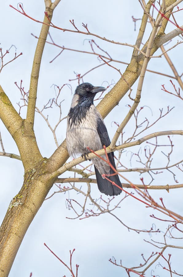 Raven Sitting on a Tree Branch Stock Image - Image of crow, wild: 141799337