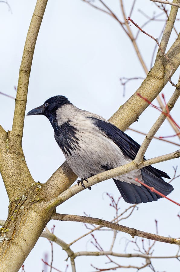 Raven Sitting on a Tree Branch Stock Image - Image of crow, wild: 141799337