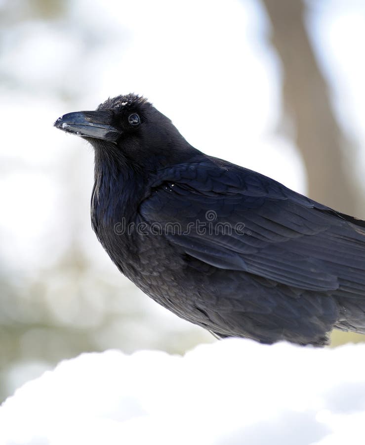 Raven in the snow stock image. Image of bird, winter - 18844353