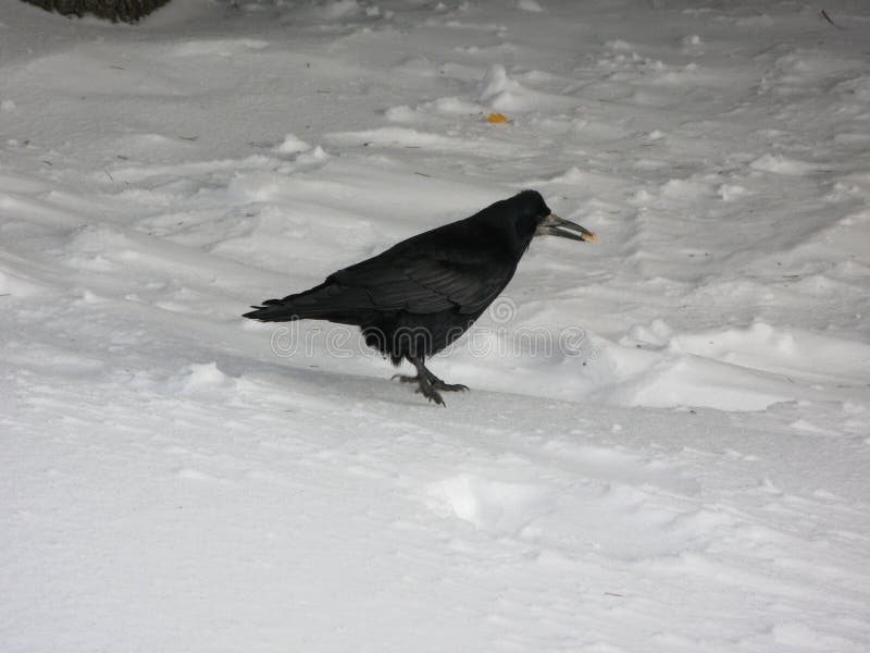 Raven in the snow stock image. Image of nature, bird - 18844353