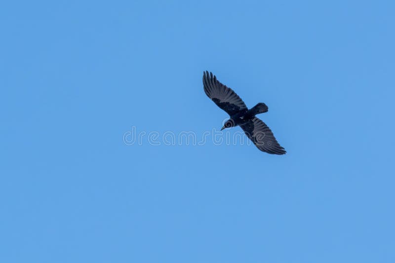 Raven Soaring Across a Bright Blue Sky Stock Image - Image of flight ...