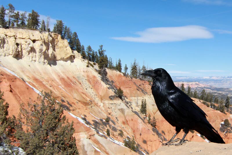 Raven in southern Utah stock image. Image of hoodoo, hunting - 87821063