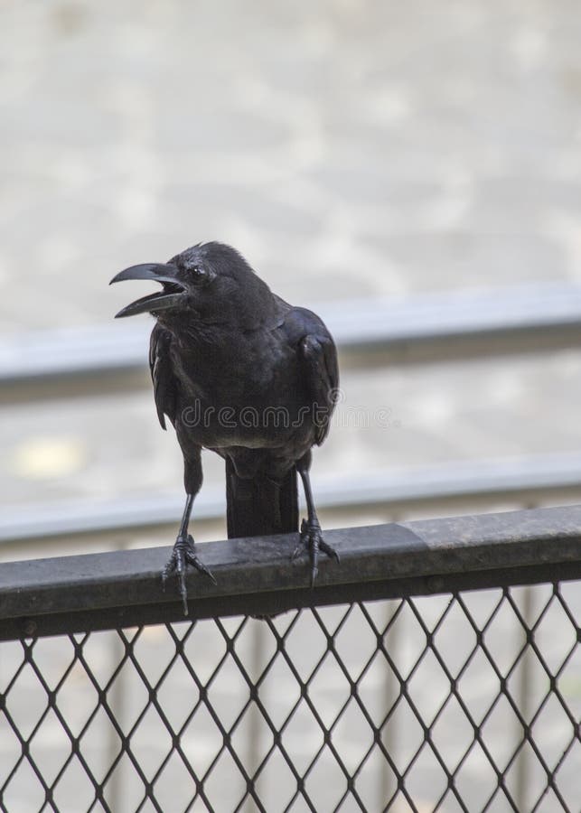 Raven stock photo. Image of copy, wildlife, ominous, raven - 48469714