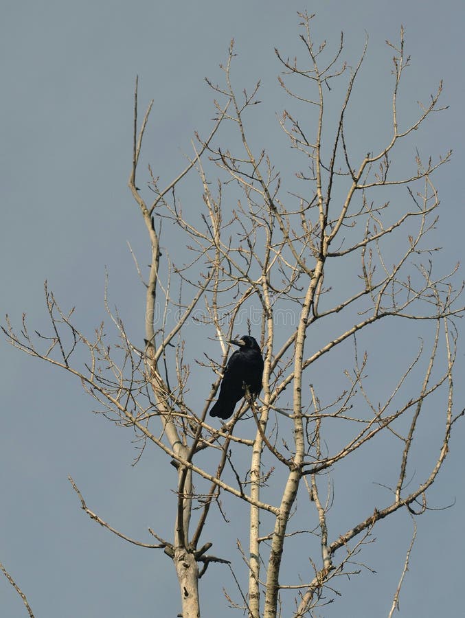 Raven stock photo. Image of white, shape, basking, raven - 68877390
