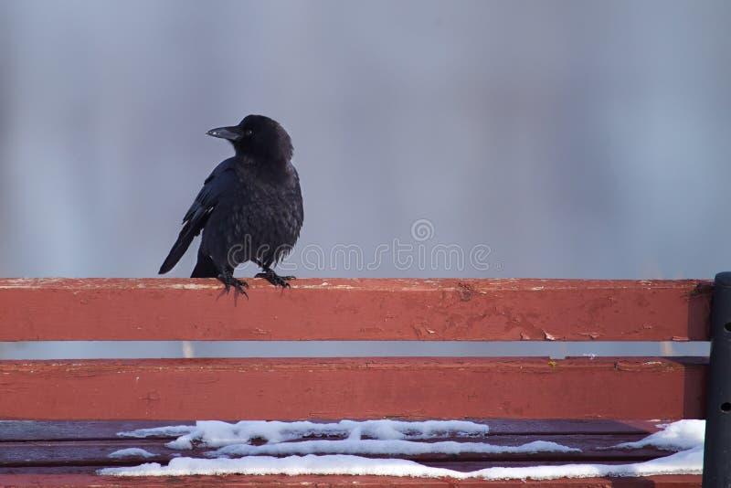 Raven standing on a bench stock image. Image of portrait - 30812119